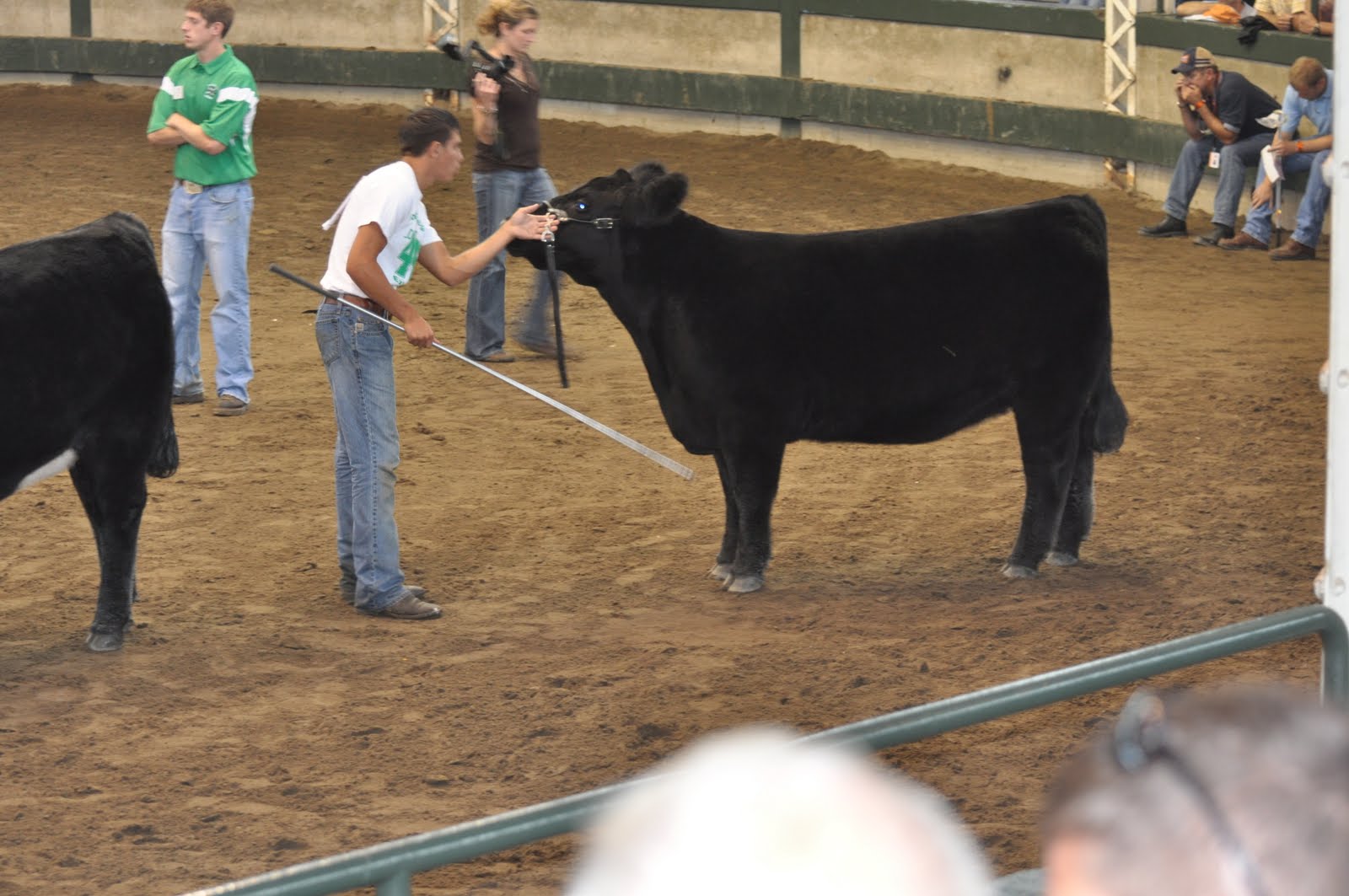 Iowa State Fair Grand Heifer Drive | Matt Lautner Cattle